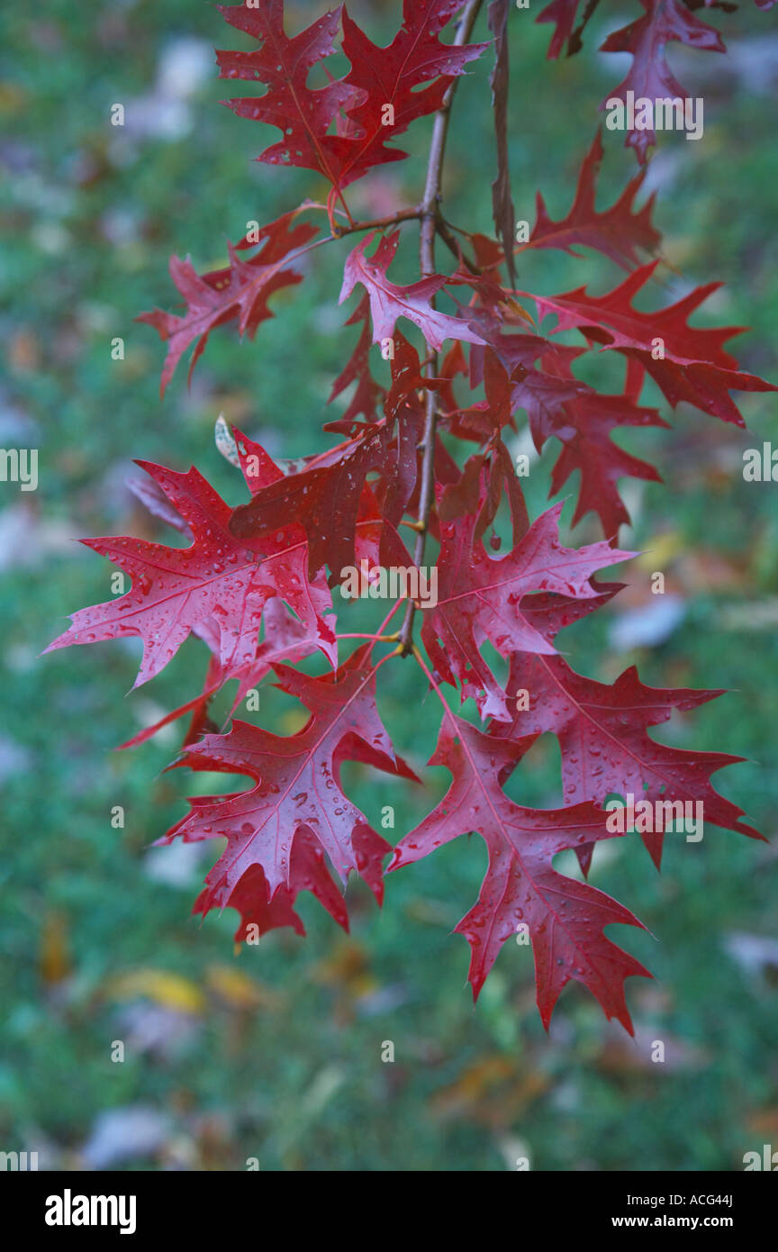 Northern Red Oak leaves Quercus rubra turned red in the fall of the ...