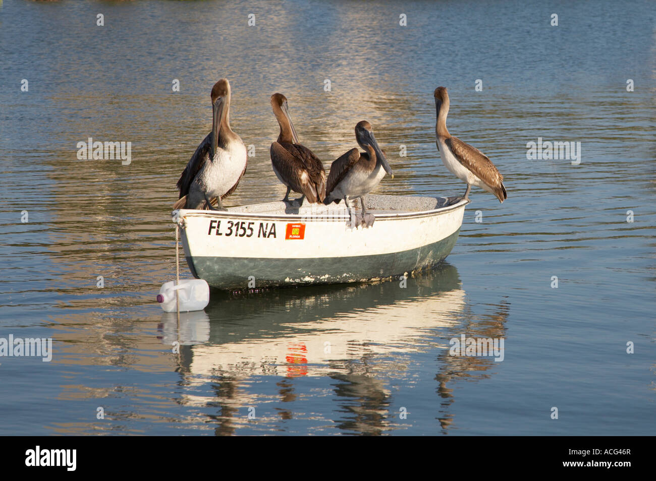Pelican sitting on boat hi-res stock photography and images - Alamy