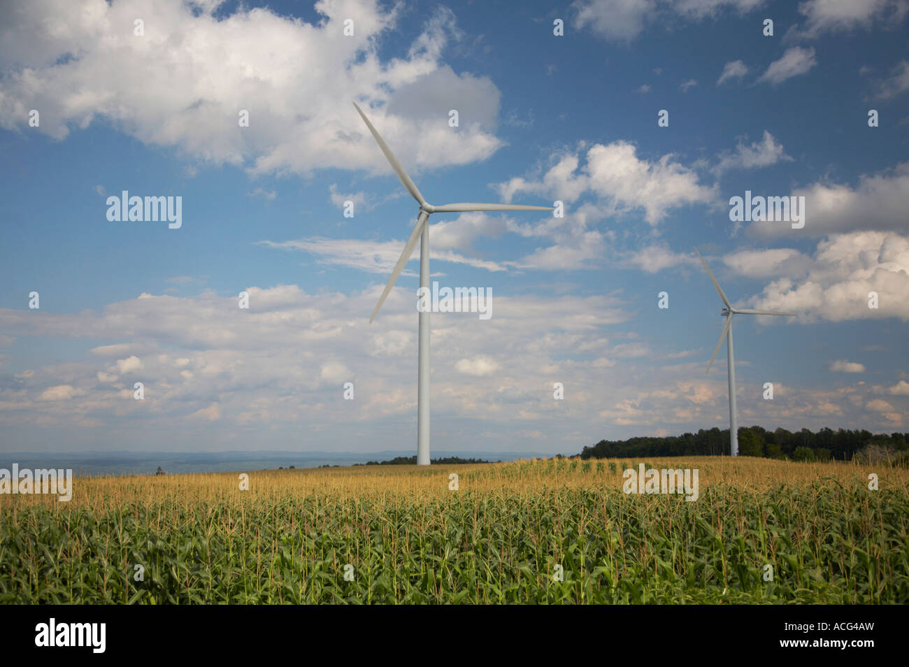 Wind mills or wind turbines in corn fields at Maple Ridge Wind Farm in ...