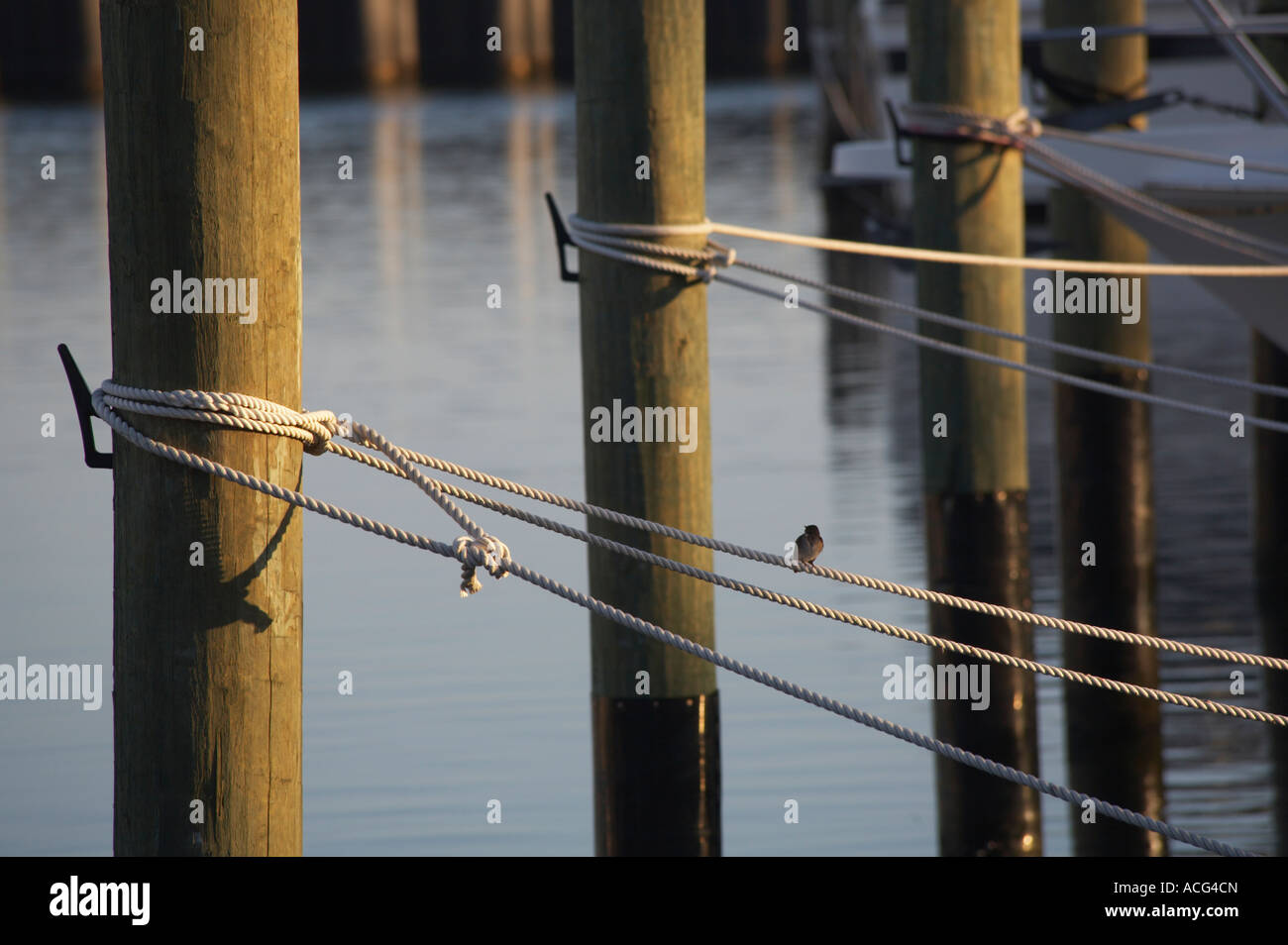 Ropes tried to pilings in Bradenton Florida marina Stock Photo - Alamy