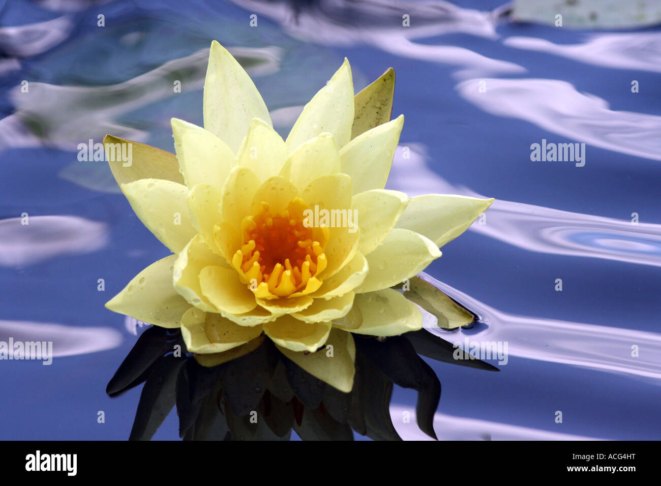 A yellow waterlily Stock Photo - Alamy