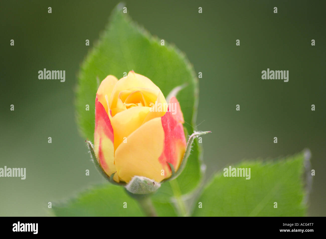 Yelow rose hi-res stock photography and images - Alamy