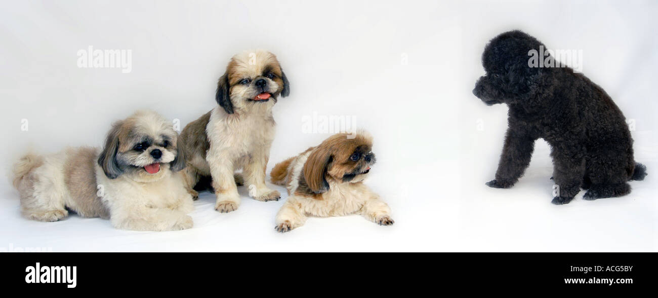 A bunch of cute dogs Stock Photo - Alamy