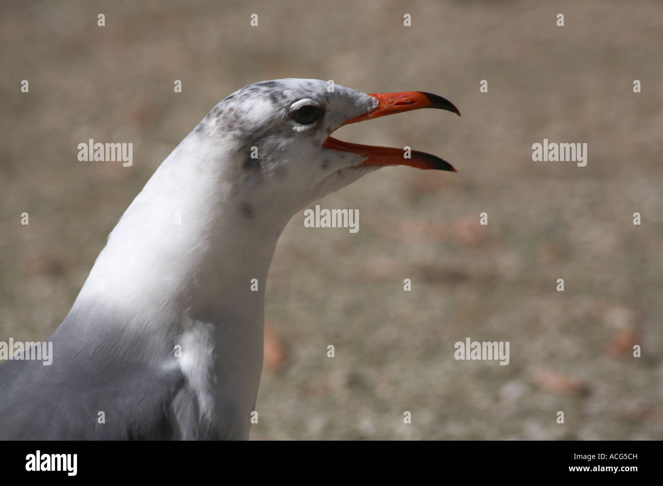 Seagull with beak open Stock Photo - Alamy