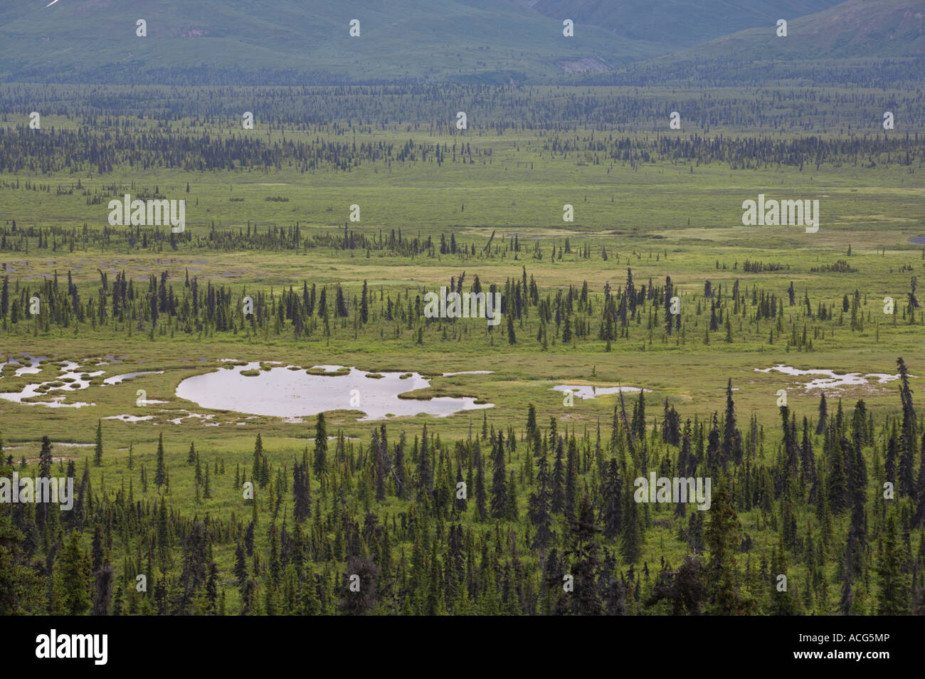 Small ponds along the Glenn Highway Alaska Stock Photo - Alamy