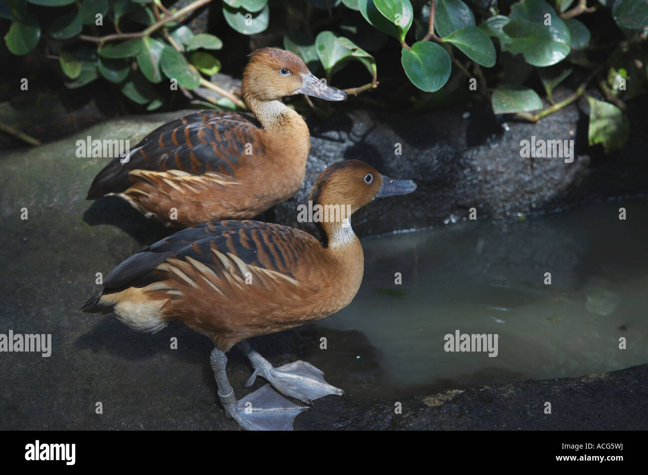 Two ducks in the outdoor exhibits at The Florida Aquarium in Tampa ...