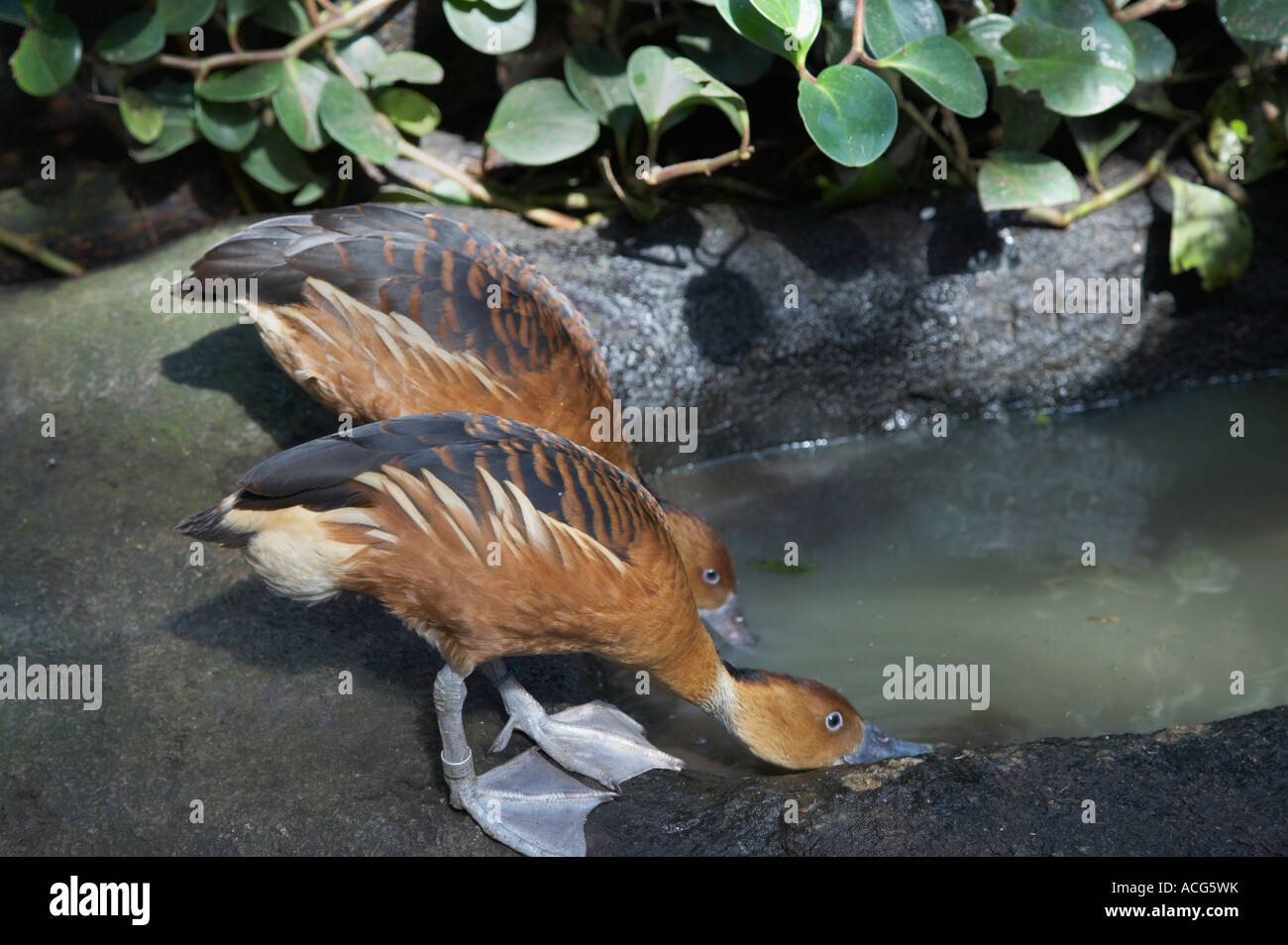Two ducks in the outdoor exhibits at The Florida Aquarium in Tampa ...