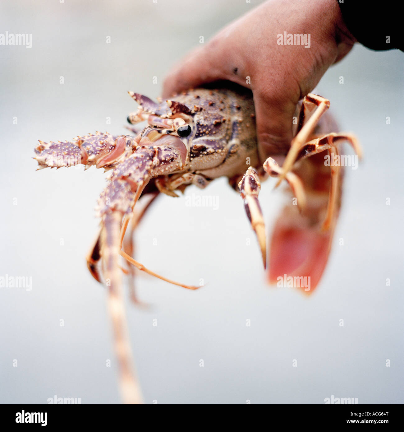 A hand holding a lobster Stock Photo - Alamy