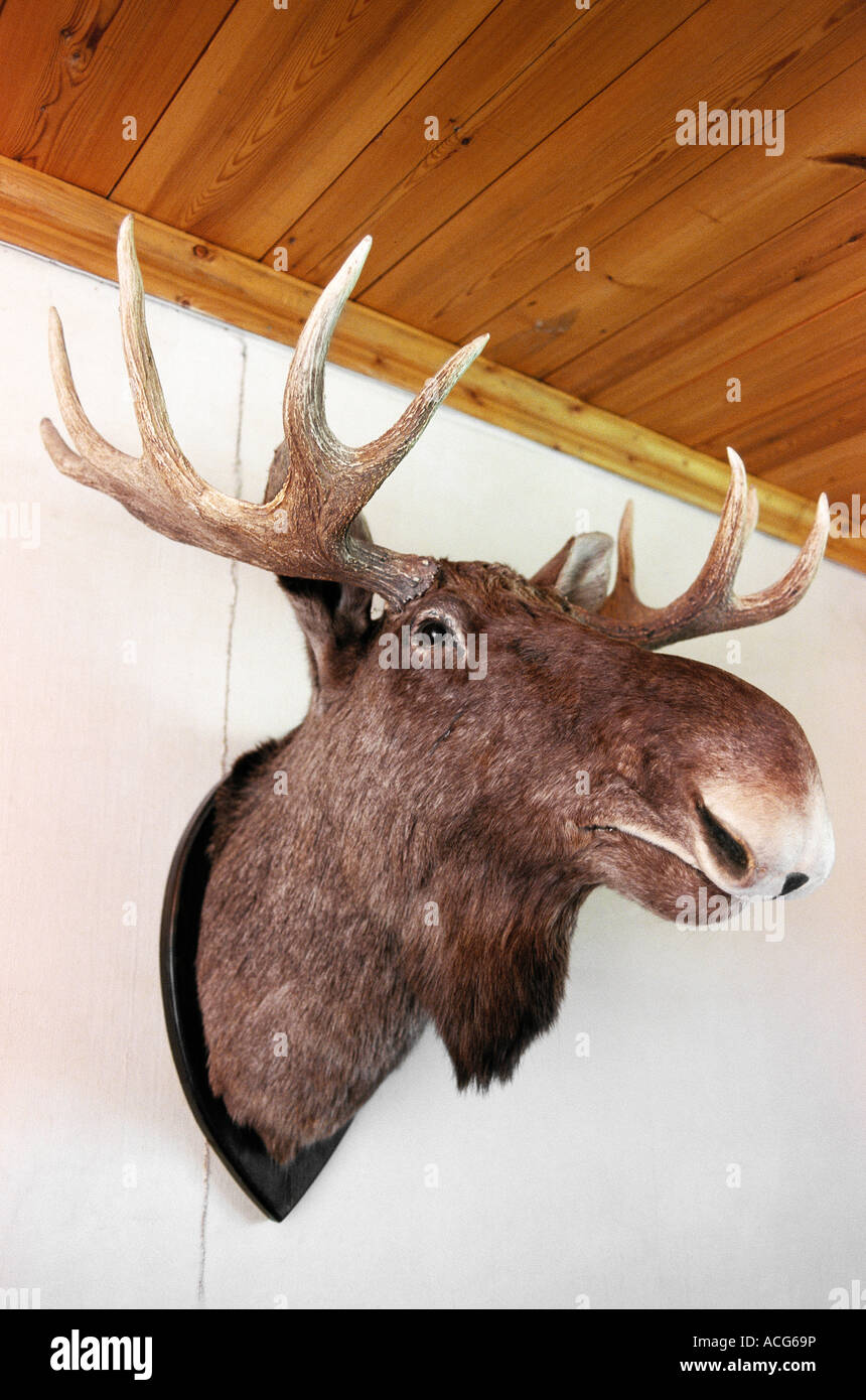 A stuffed elk head on a wall Stock Photo - Alamy