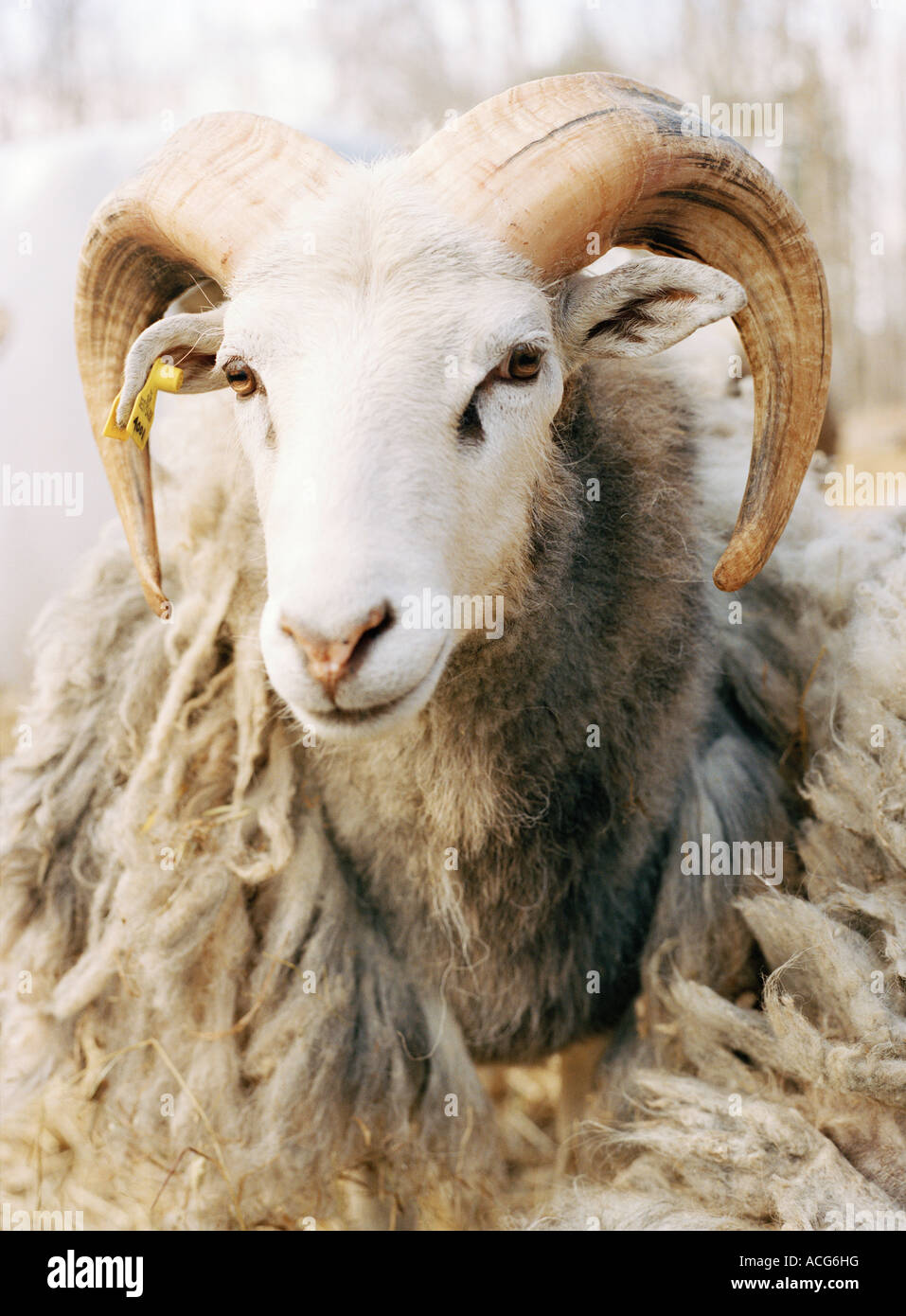 A ram close-up Stock Photo - Alamy