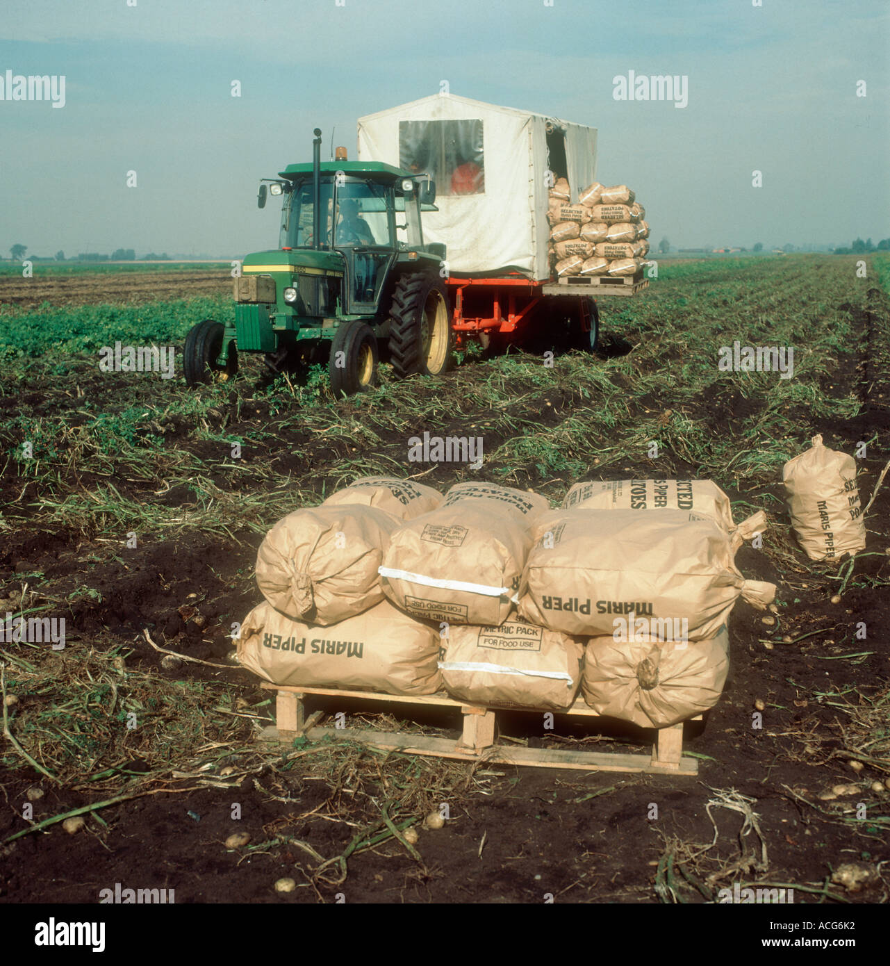 Potato sacks in the field at harvest with potato harvester behind Stock ...