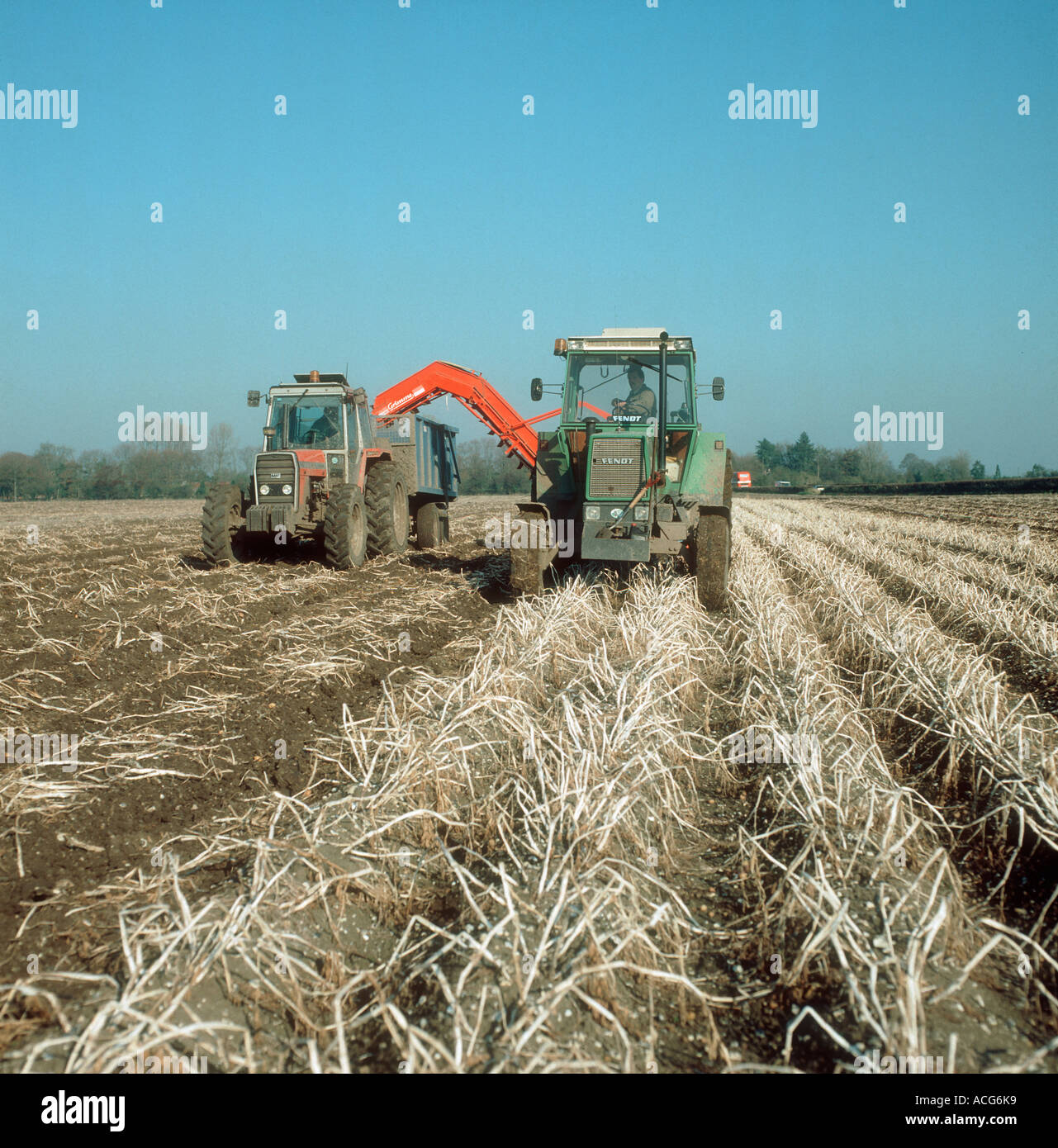 Fendt tractor and Grimme harvester elevating tubers of dessicate potato ...