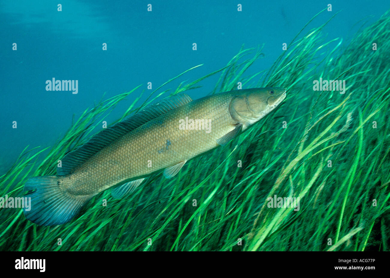 Bowfin Amia Calva USA Florida FL Stock Photo - Alamy