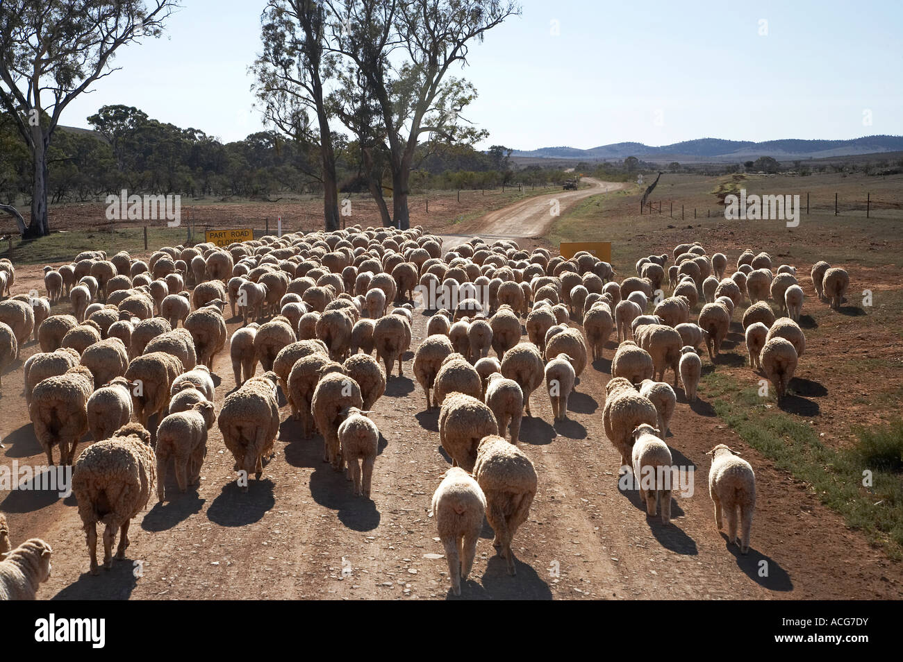 Sheep mustering australia hi-res stock photography and images - Alamy