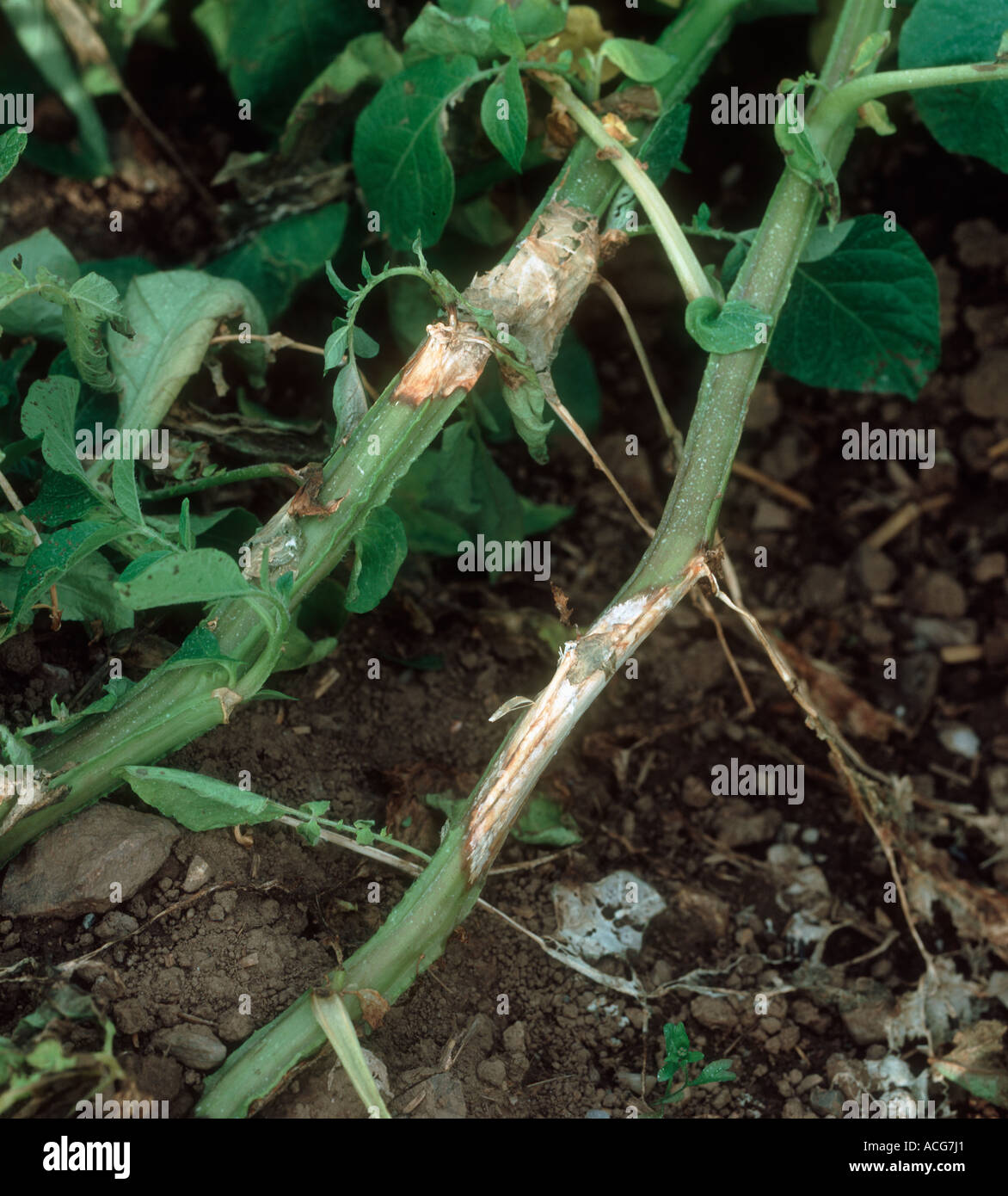 Sclerotinia sclerotiorum hi-res stock photography and images - Alamy