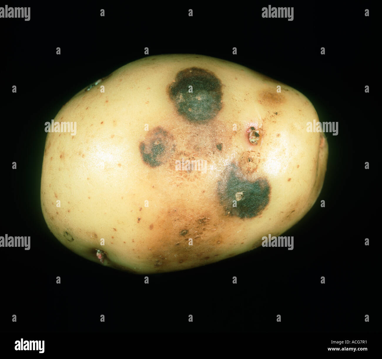 Bacterial Soft Rot Erwinia Carotovora High Resolution Stock Photography ...