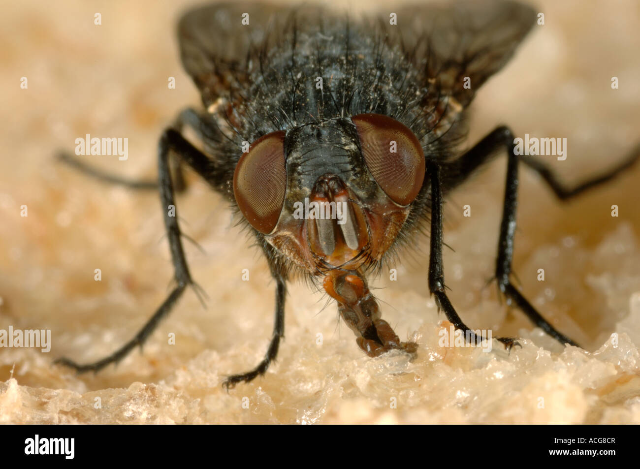 Proboscis of blow fly hi-res stock photography and images - Alamy