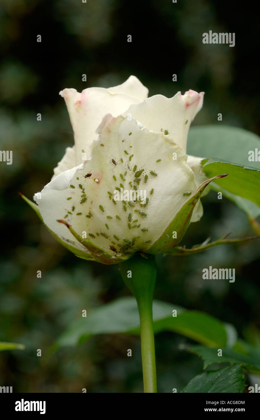 Infestation of rose aphids Macrosiphum rosae on a white rose flower ...