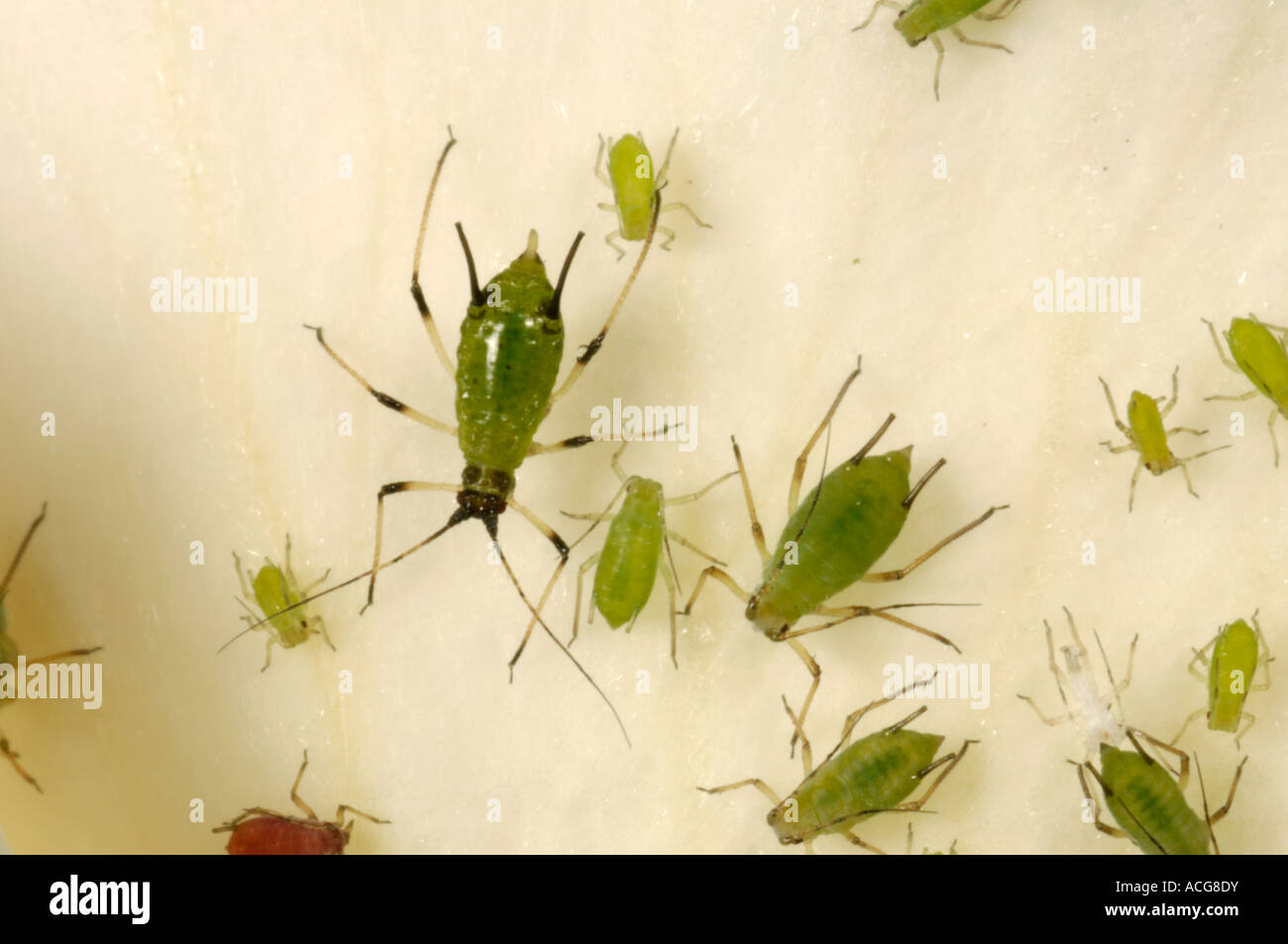 Infestation of rose aphids Macrosiphum rosae on a white rose flower ...