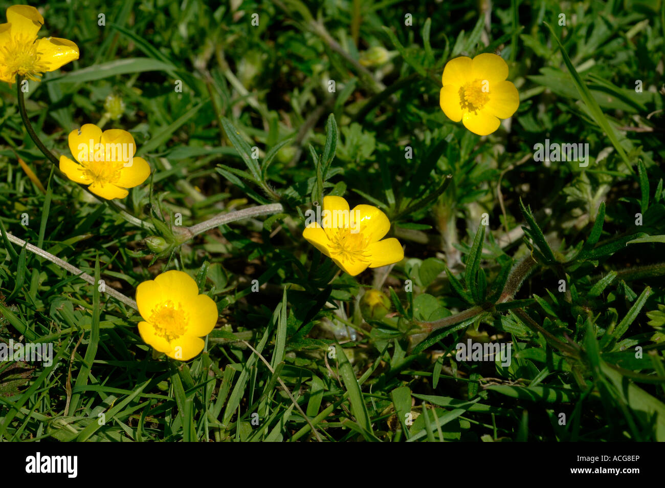 Field buttercup Ranunculus acris flowering in grass pasture Stock Photo ...