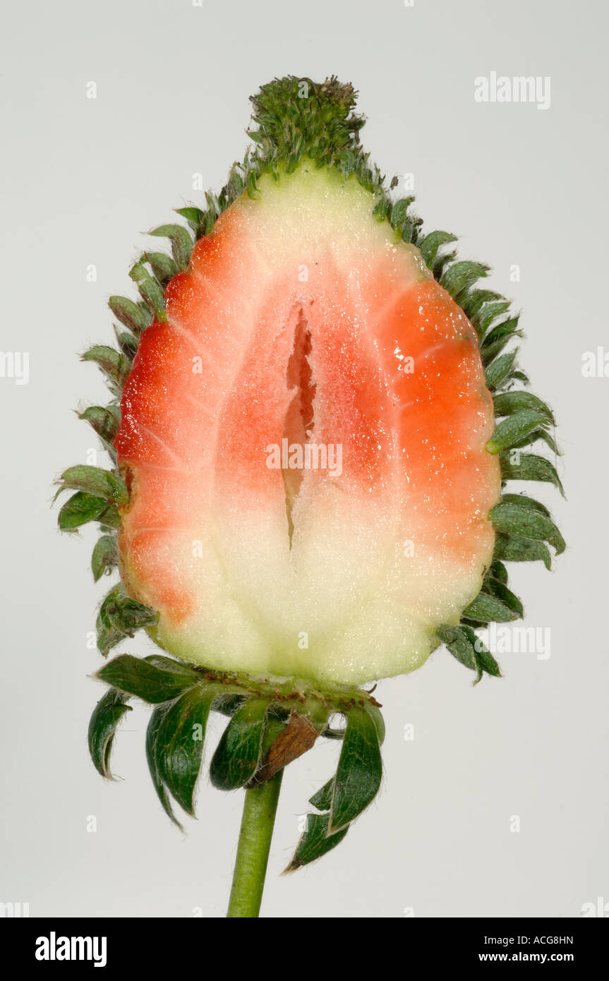 Phyllody leaflets replacing seeds on a ripe strawberry fruit section ...