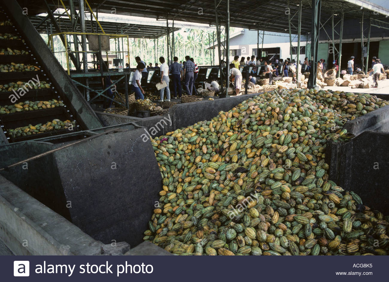Cocoa Processing Stock Photos & Cocoa Processing Stock Images - Alamy