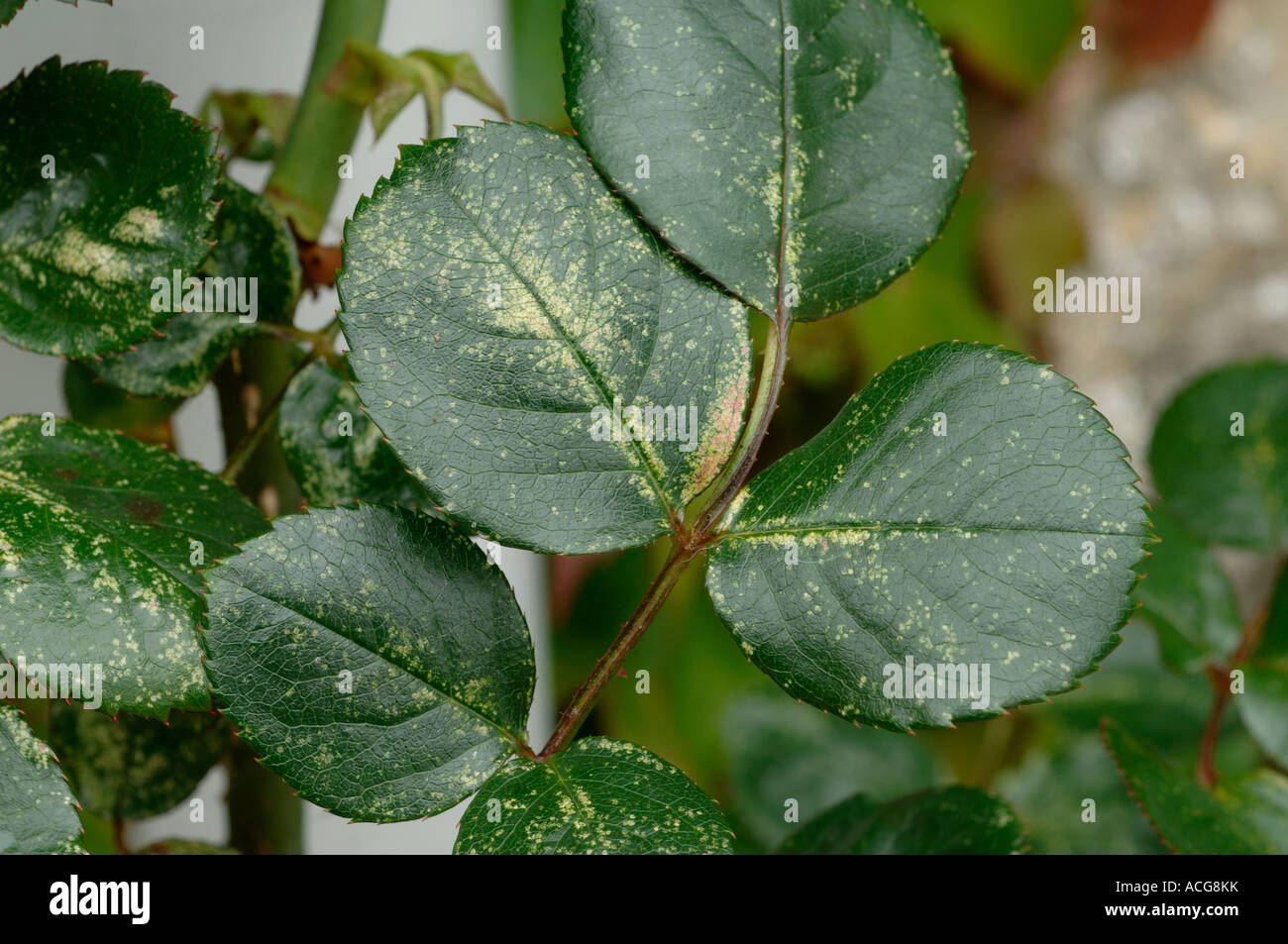 Rose leafhopper Edwardsiana rosae damage to rose leaves Stock Photo - Alamy