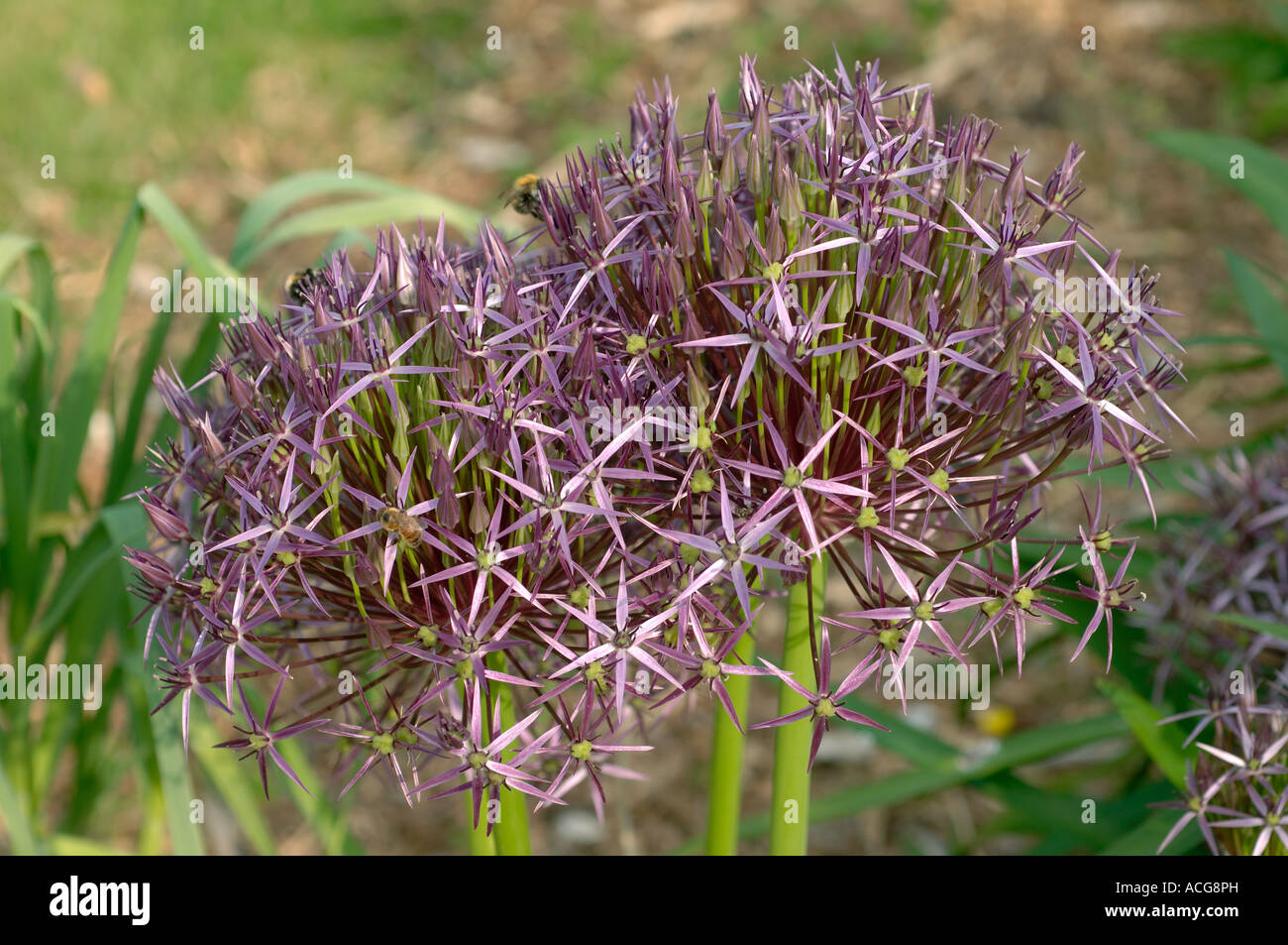 Round flower heads hi-res stock photography and images - Alamy