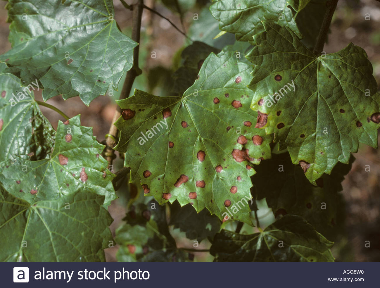 Grapevine Disease Stock Photos & Grapevine Disease Stock Images - Alamy