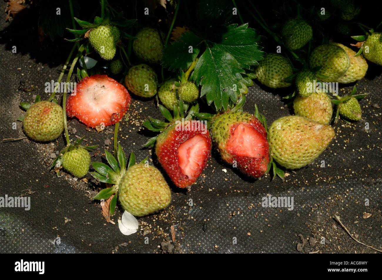 Bird damage to ripe strawberry fruit before picking Stock Photo - Alamy
