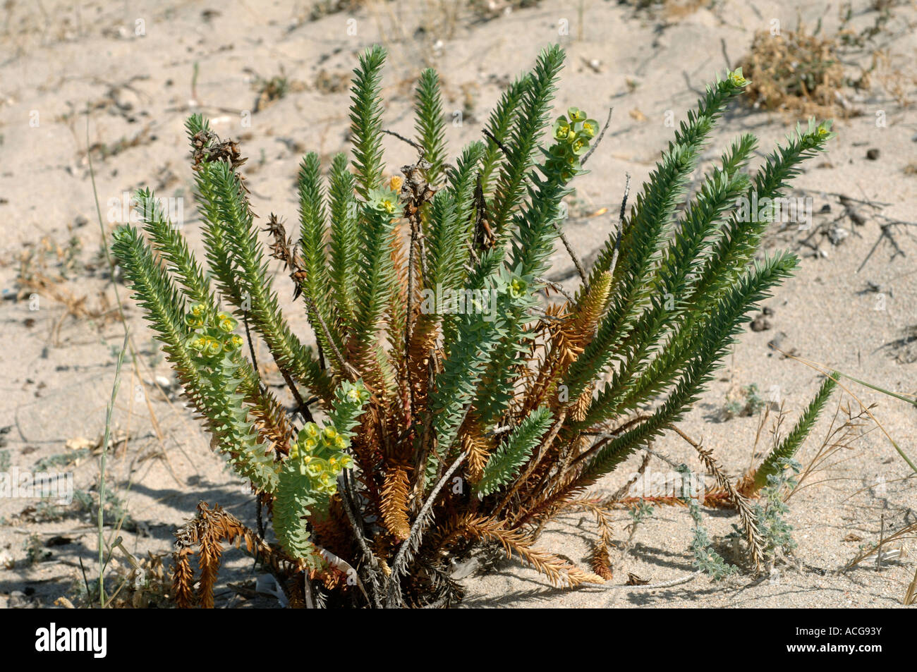 Flowering sea spurge Euphorbia paralias plants on a sandy beach Corsica ...
