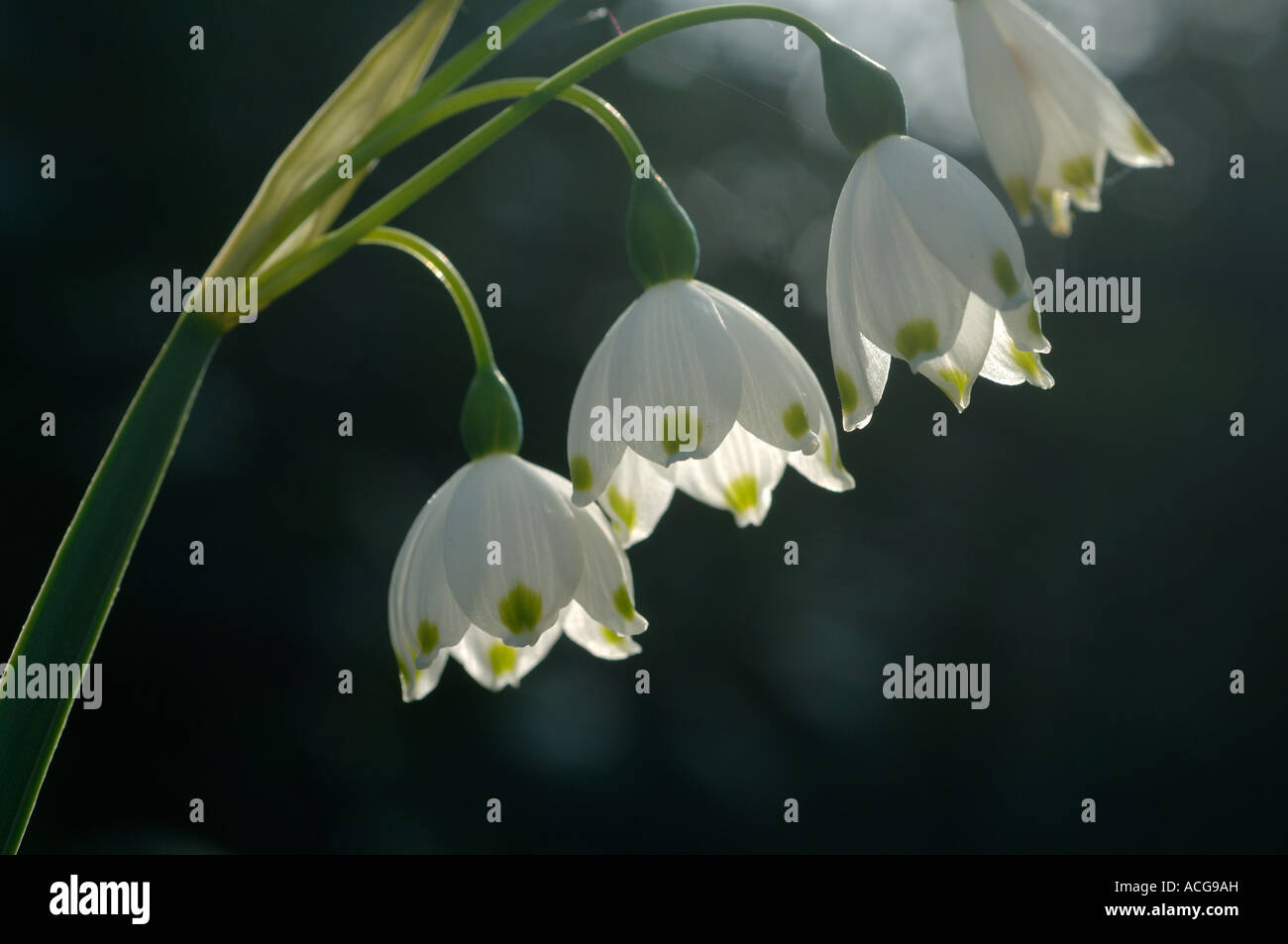 Loddon lily or Snowflake Leucojum aestivum in flower Stock Photo - Alamy