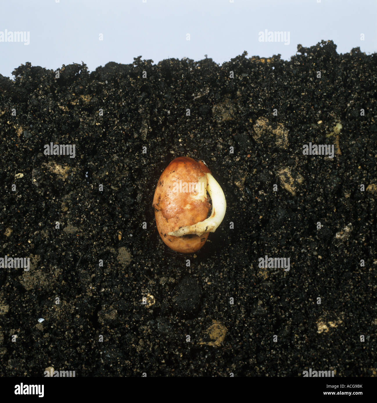 Bean seed germinating sequence 2 germinating seed Stock Photo - Alamy