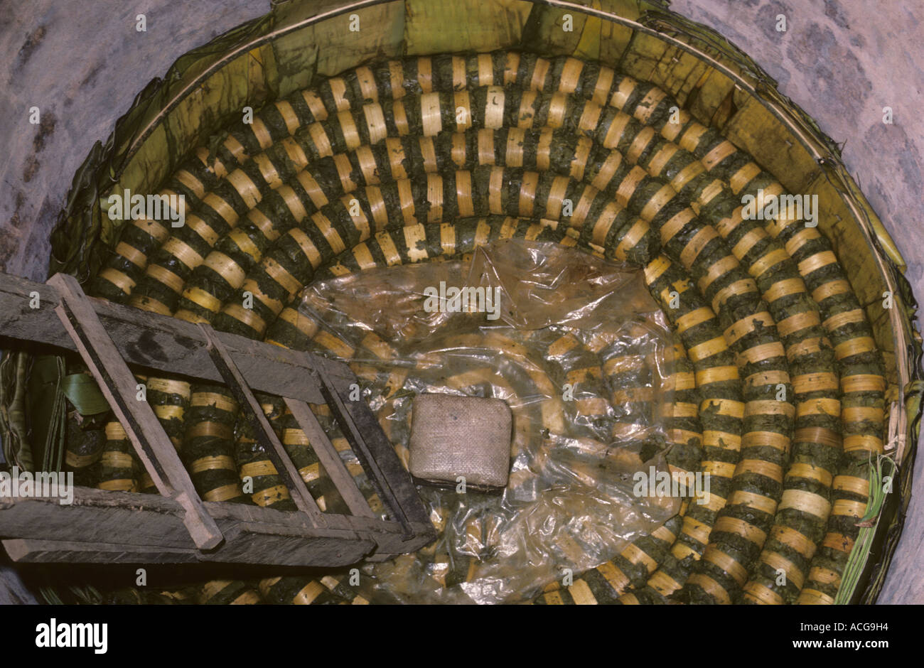 Traditional method for storing and fermenting tea in an underground pit ...