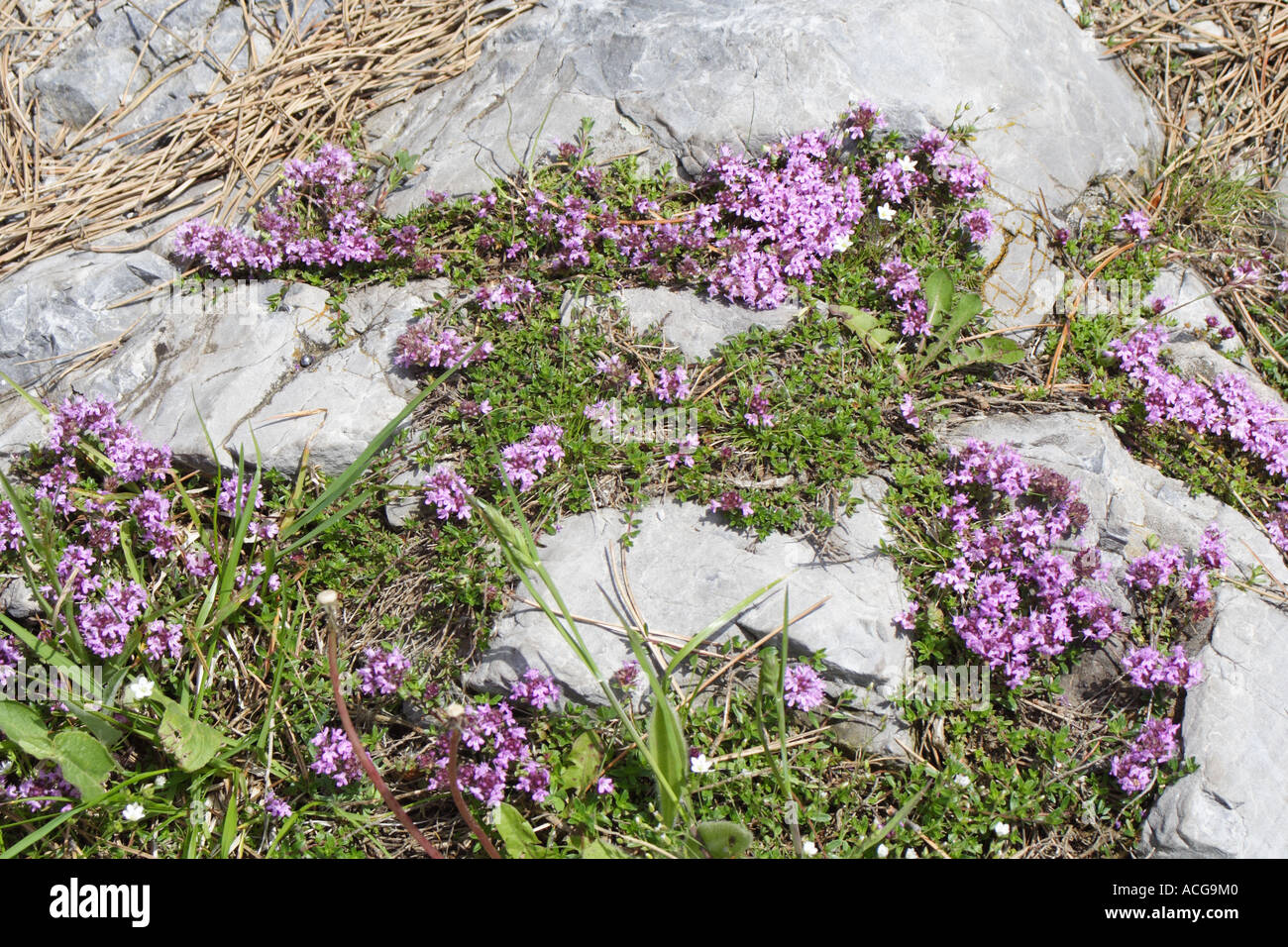 Bulgaria. Sliven. Park "Blue Stones".Karandila Stock Photo - Alamy