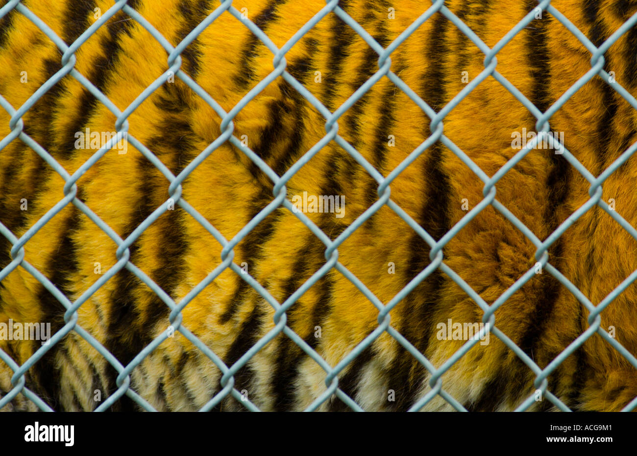 captive tiger behind chainlink fence Stock Photo - Alamy