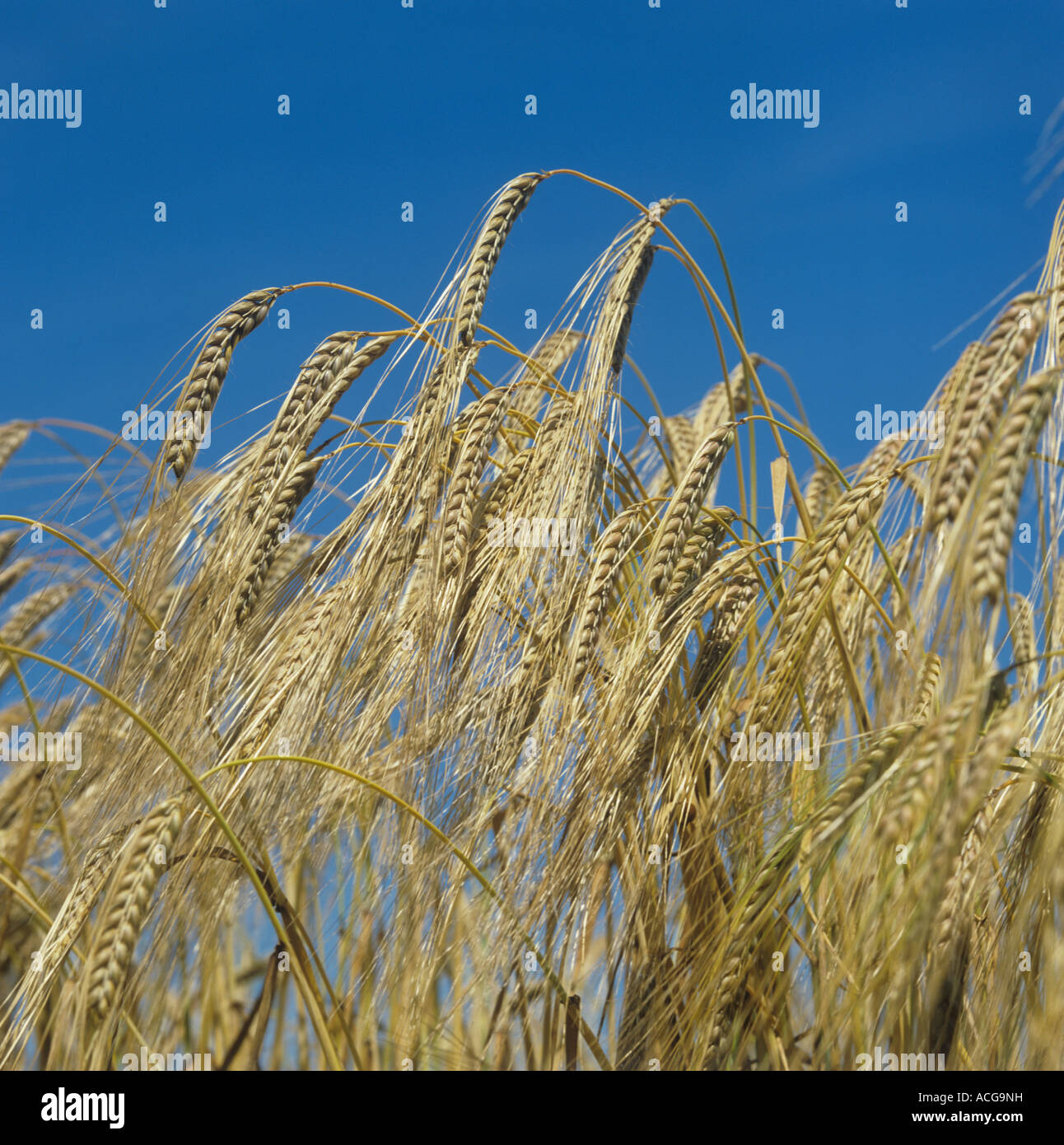 2 row barley hi-res stock photography and images - Alamy