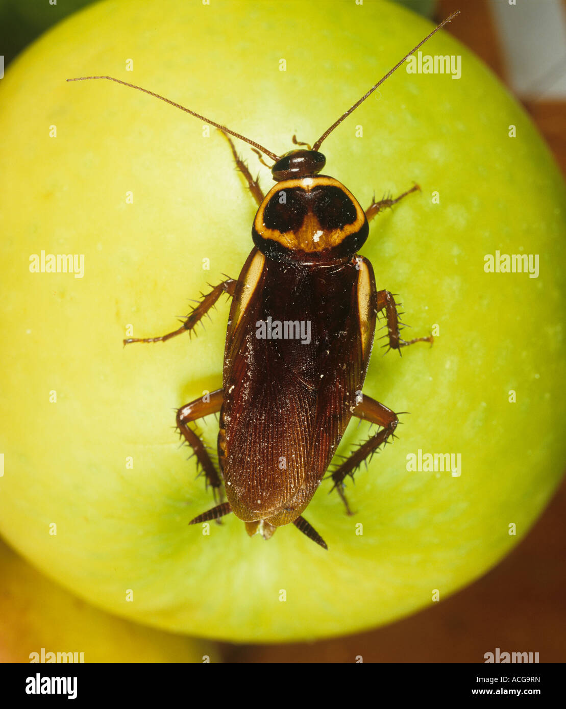 Australian cockroach Periplaneta australasiae on an apple Stock Photo ...