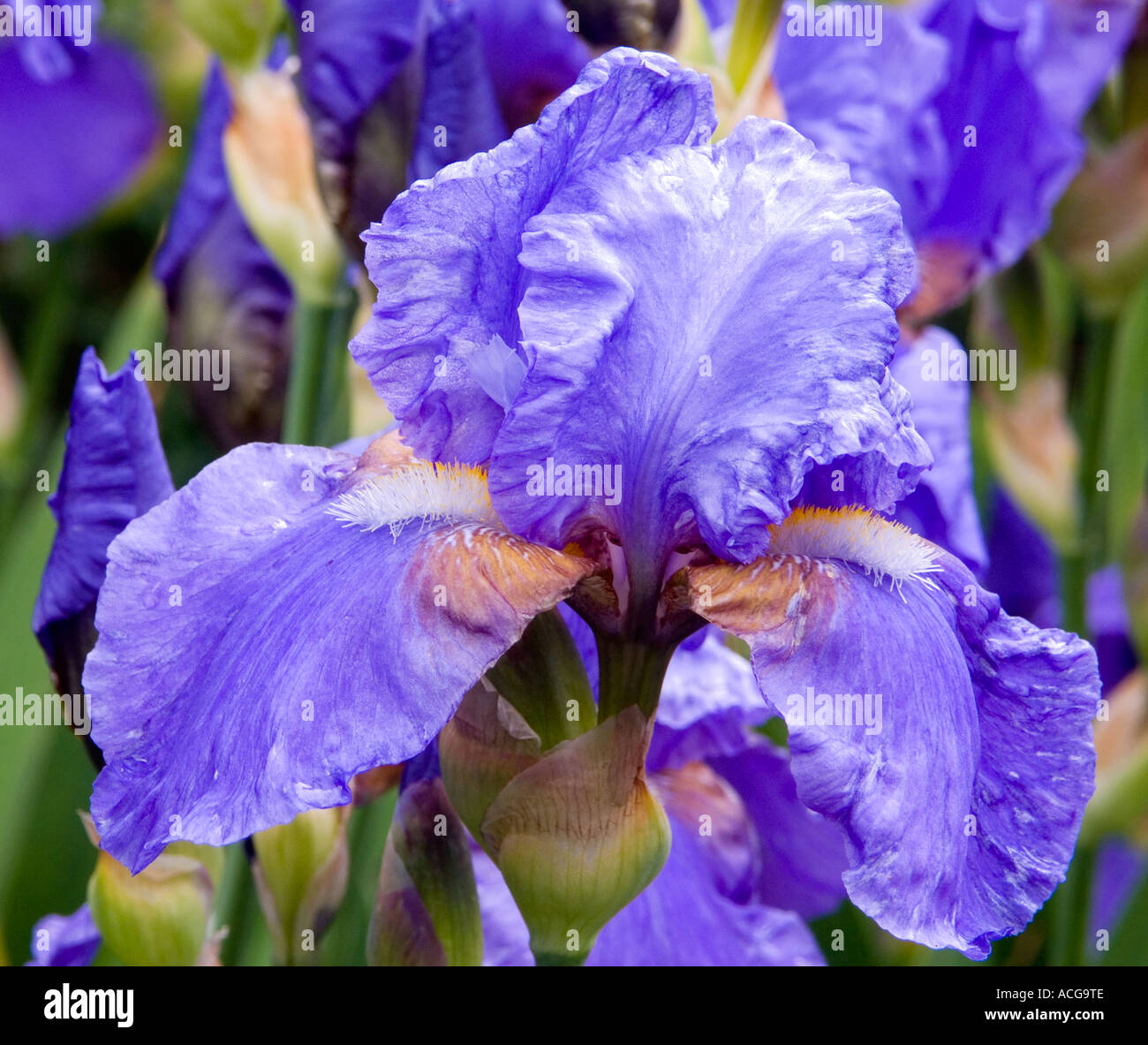 Blue Iris flower blooming Stock Photo - Alamy