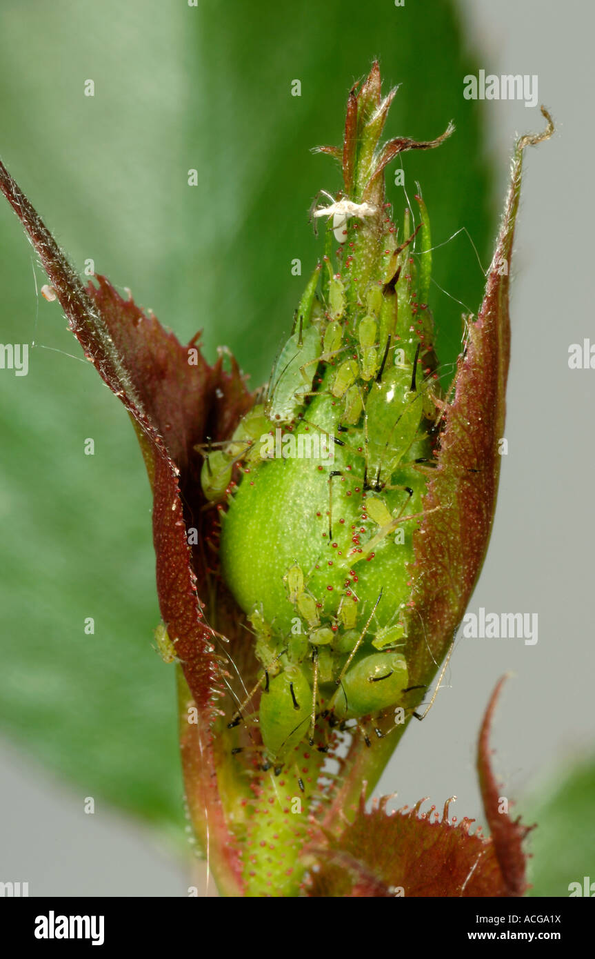 Rose aphid Macrosiphum rosae infestation on rose bud Stock Photo - Alamy