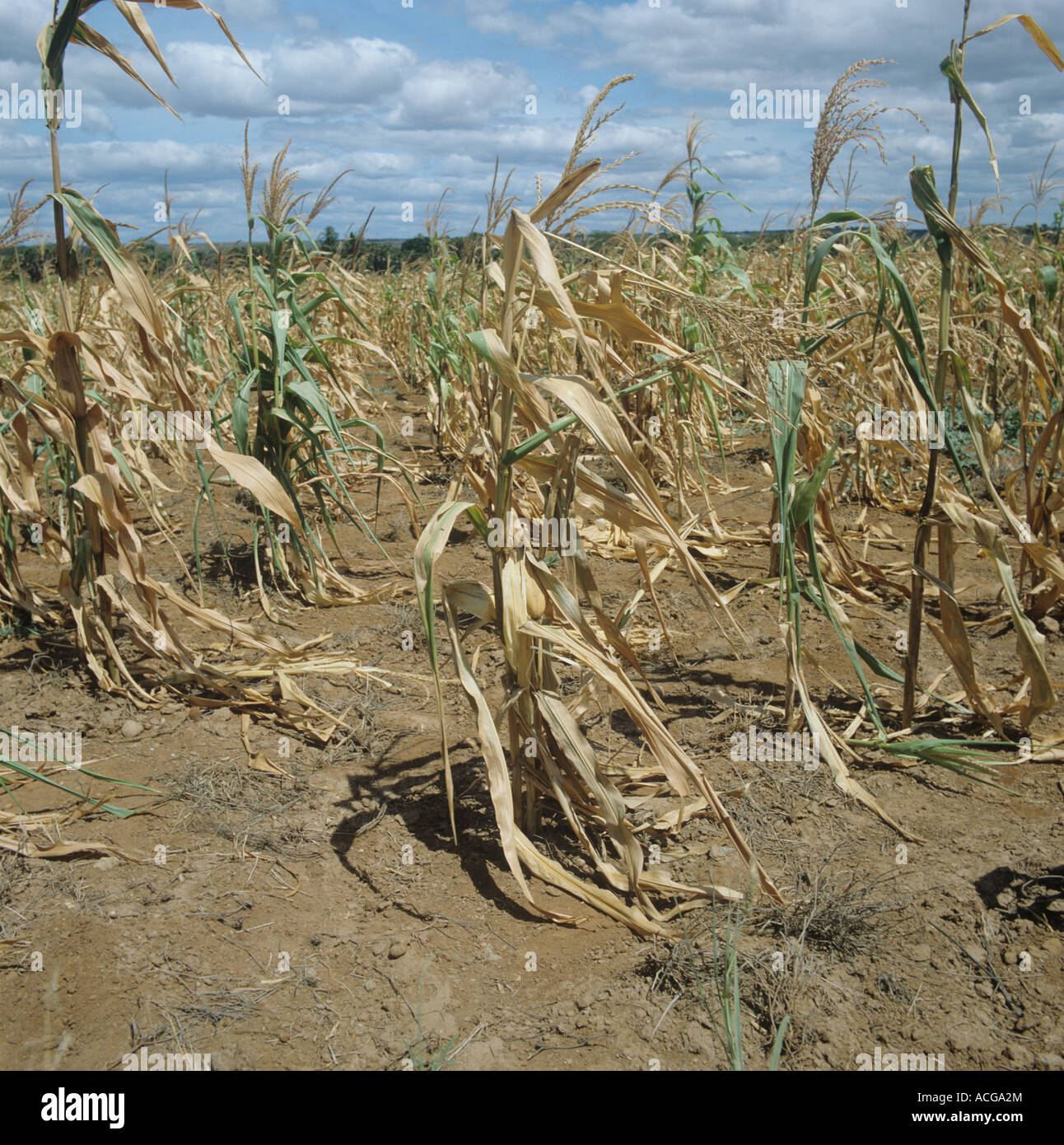 Failing maize, corn, crop struggling to grow in non-irrigated farmland ...