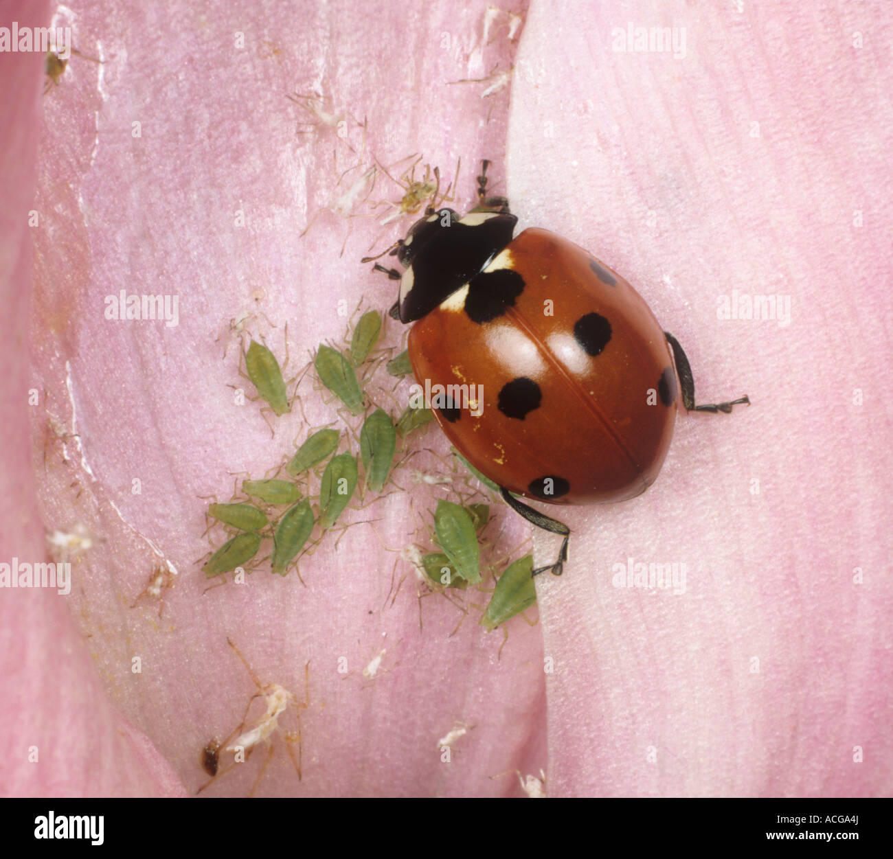 Ladybird aphids rose hi-res stock photography and images - Alamy Ladybird aphids rose hi-res stock photography and images - Alamy