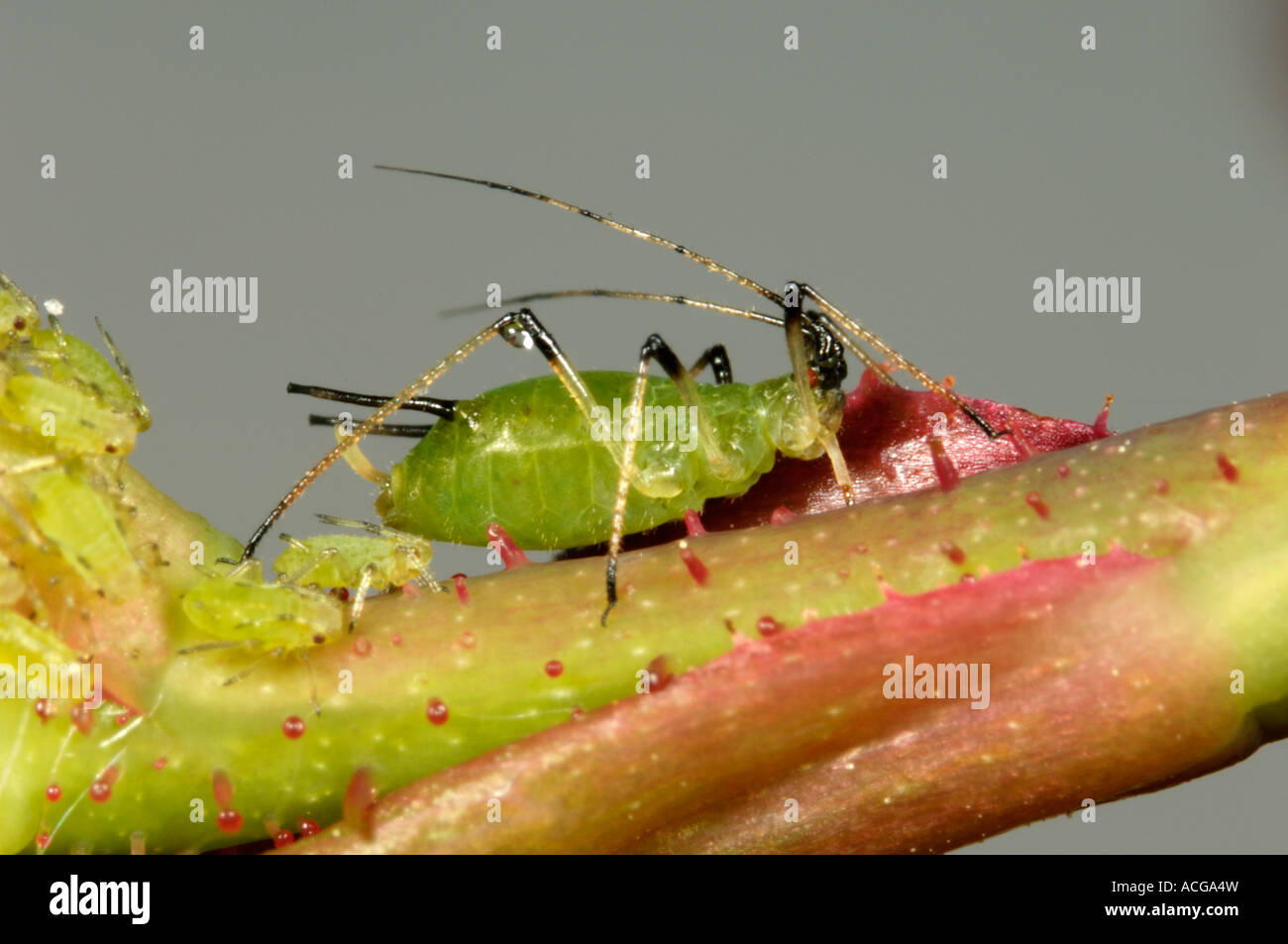 Rose aphid Macrosiphum rosae adult on rose flower peduncle Stock Photo ...