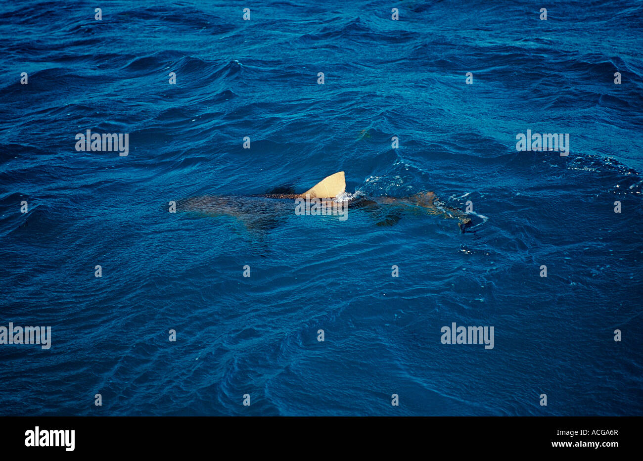 Lemonshark hi-res stock photography and images - Alamy