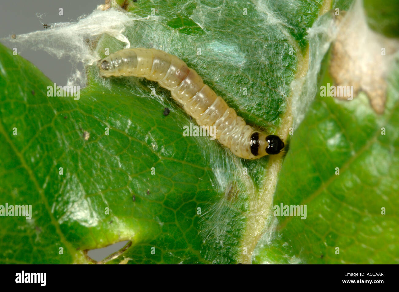 Rose tortrix Archips rosana young early instar caterpillar in webbed ...