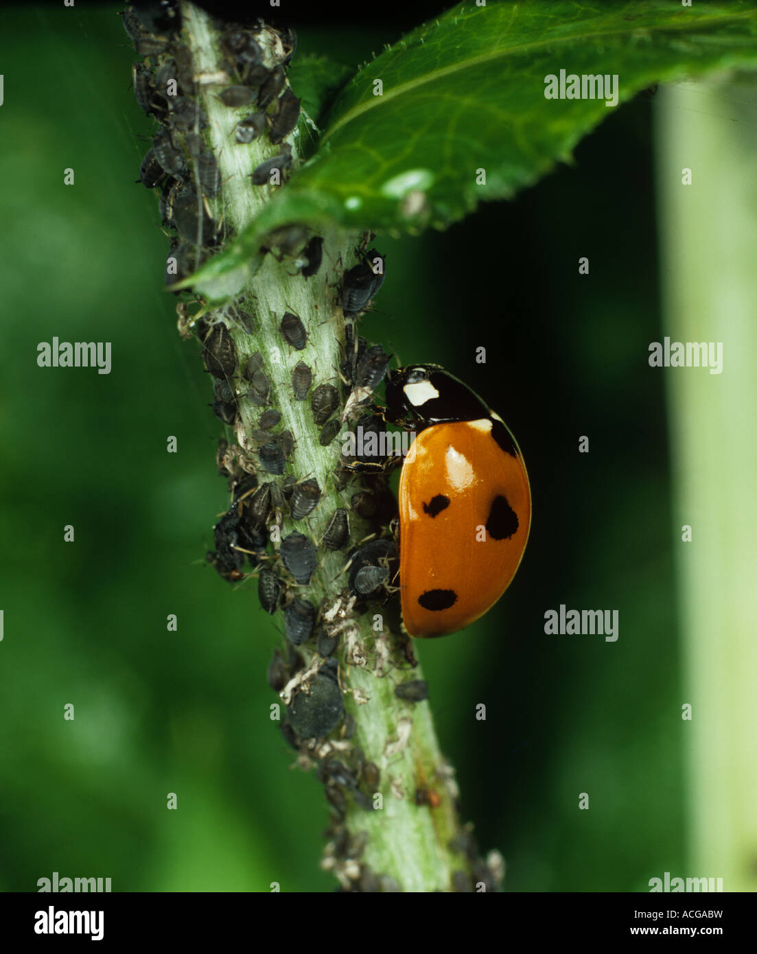 Ladybug feeding hi-res stock photography and images - Alamy
