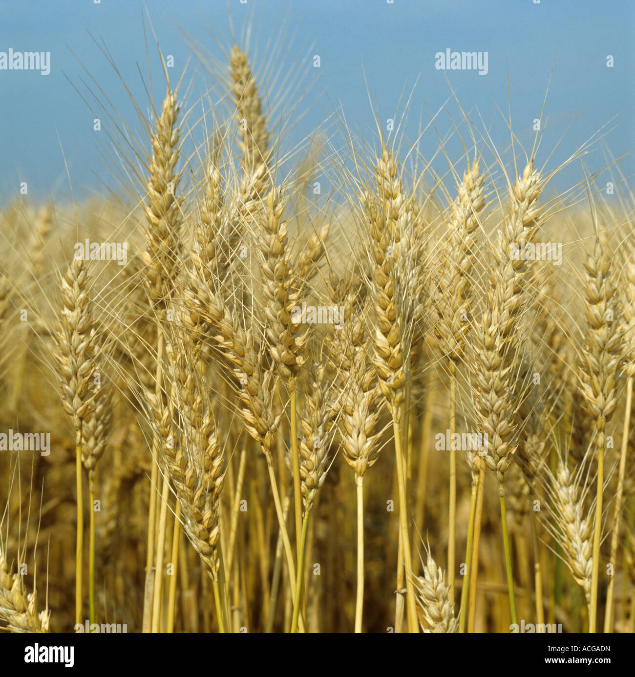 Ripe ears of bearded wheat crop Stock Photo - Alamy