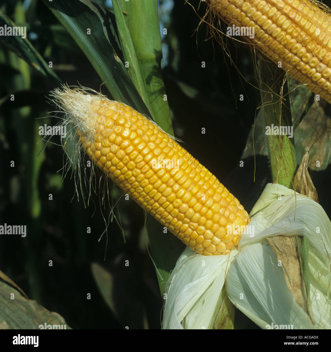 Exposed corn cob of ripe maize cob Zea mays on plant California Stock ...