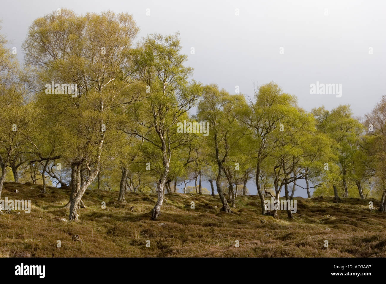 Morrone Birkwood. Silver Birch Woodland, scottish heather moors and ...