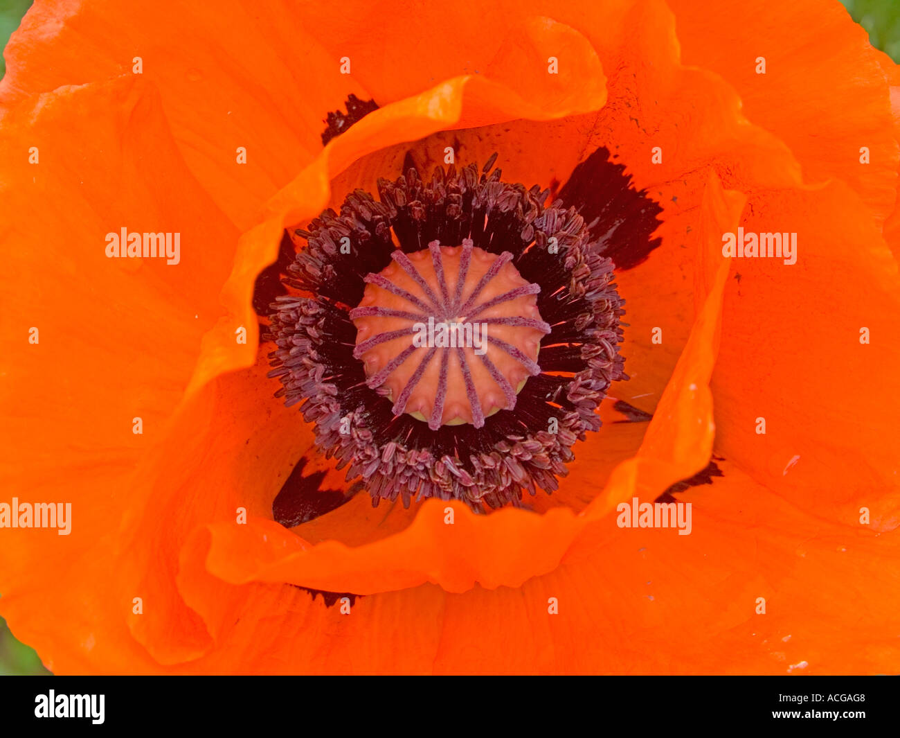 Red Poppy flower close up Papaver somniferum Stock Photo - Alamy